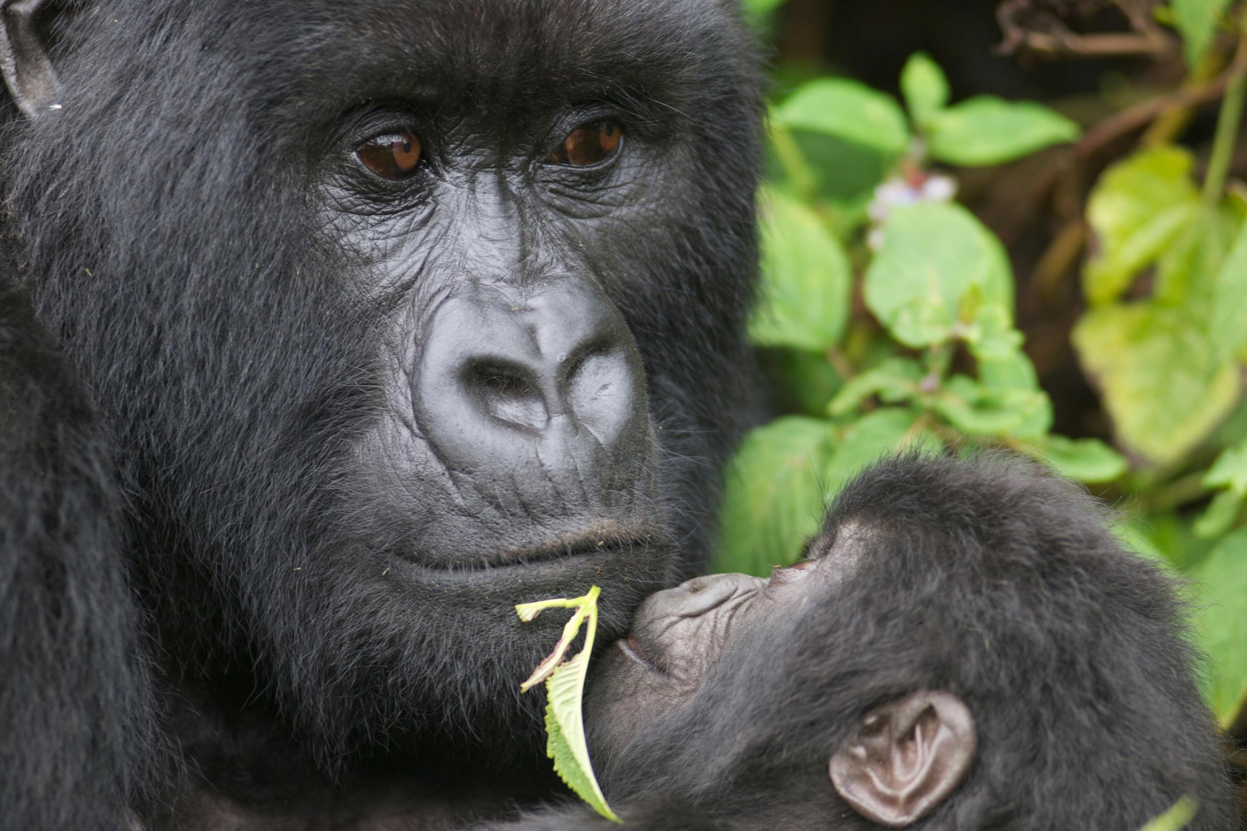 Mountain Gorillas | WWF