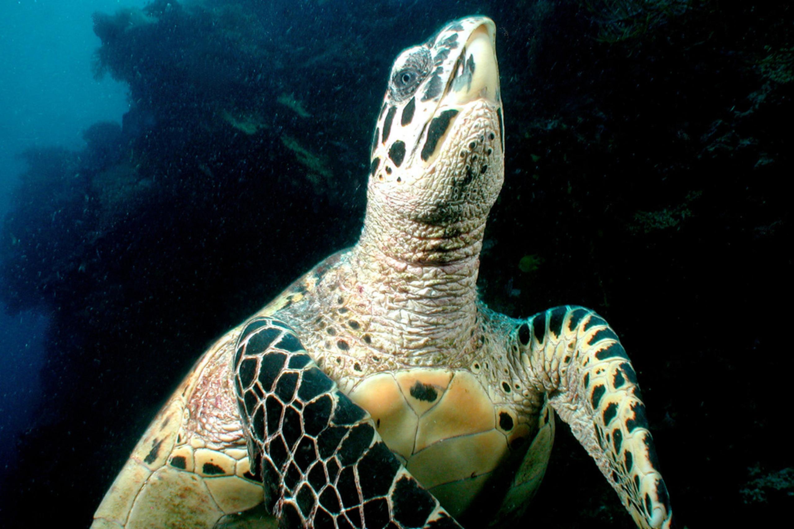 Where we work: the island nation Fiji | WWF