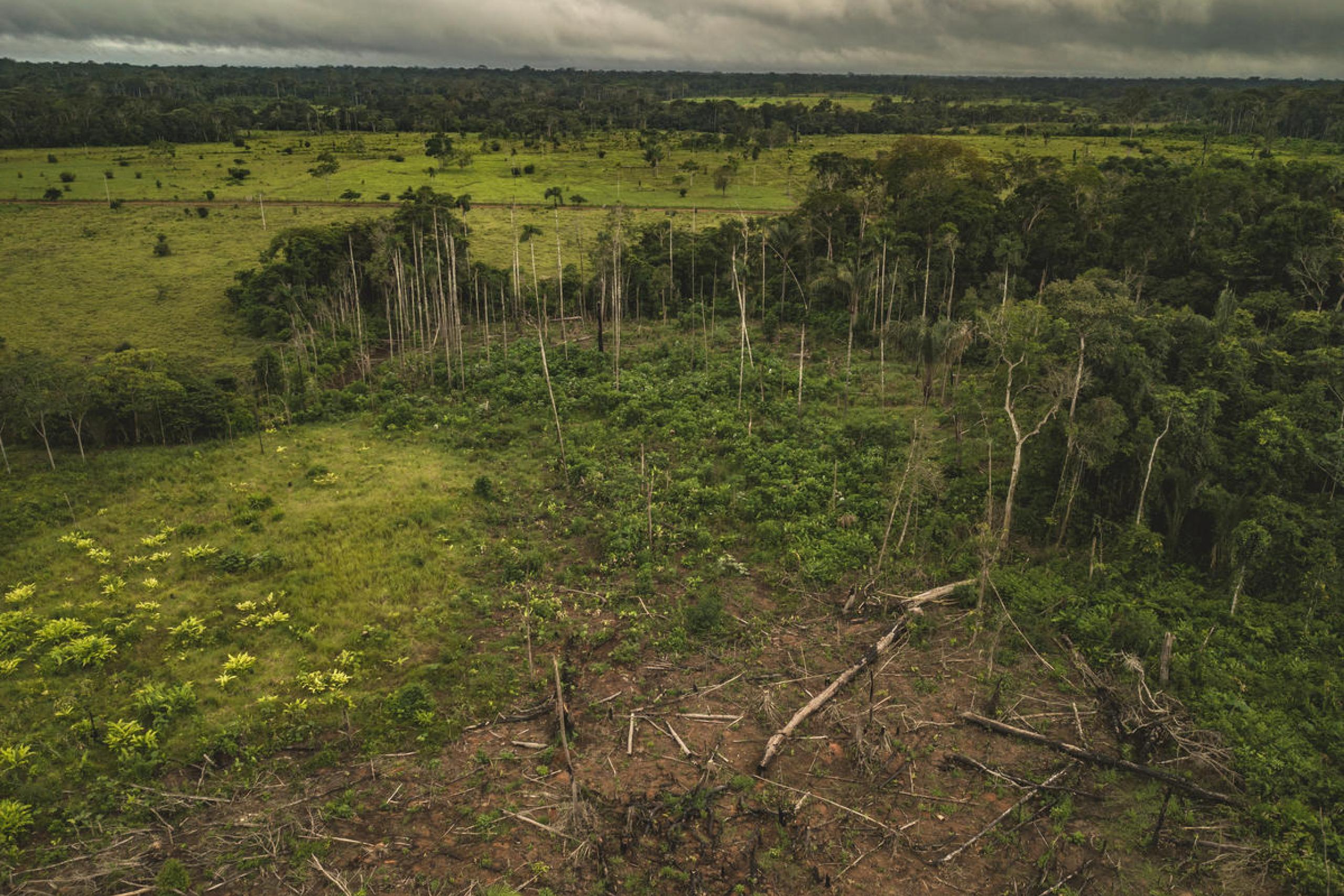 Forests | WWF