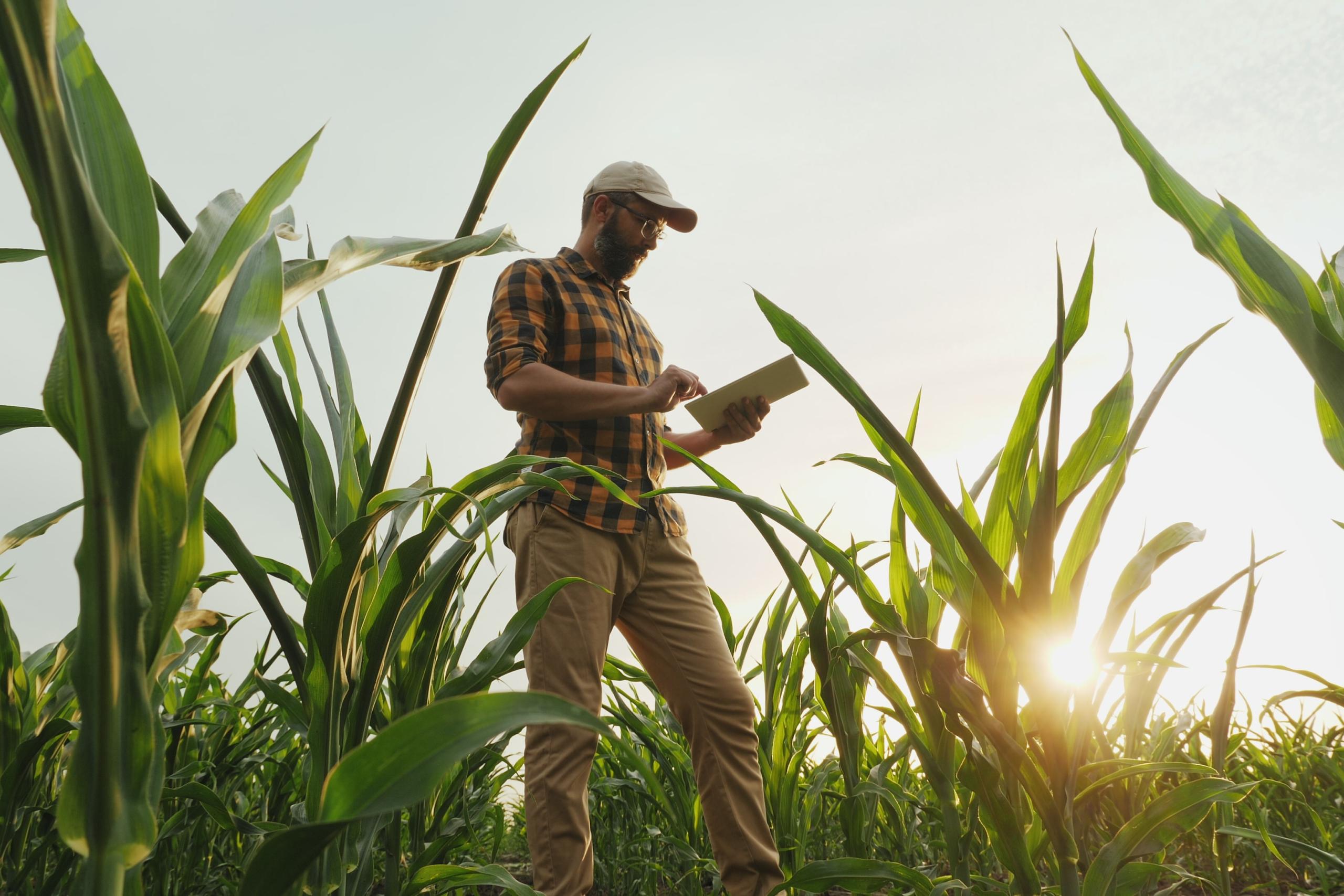 Food waste on farms | WWF