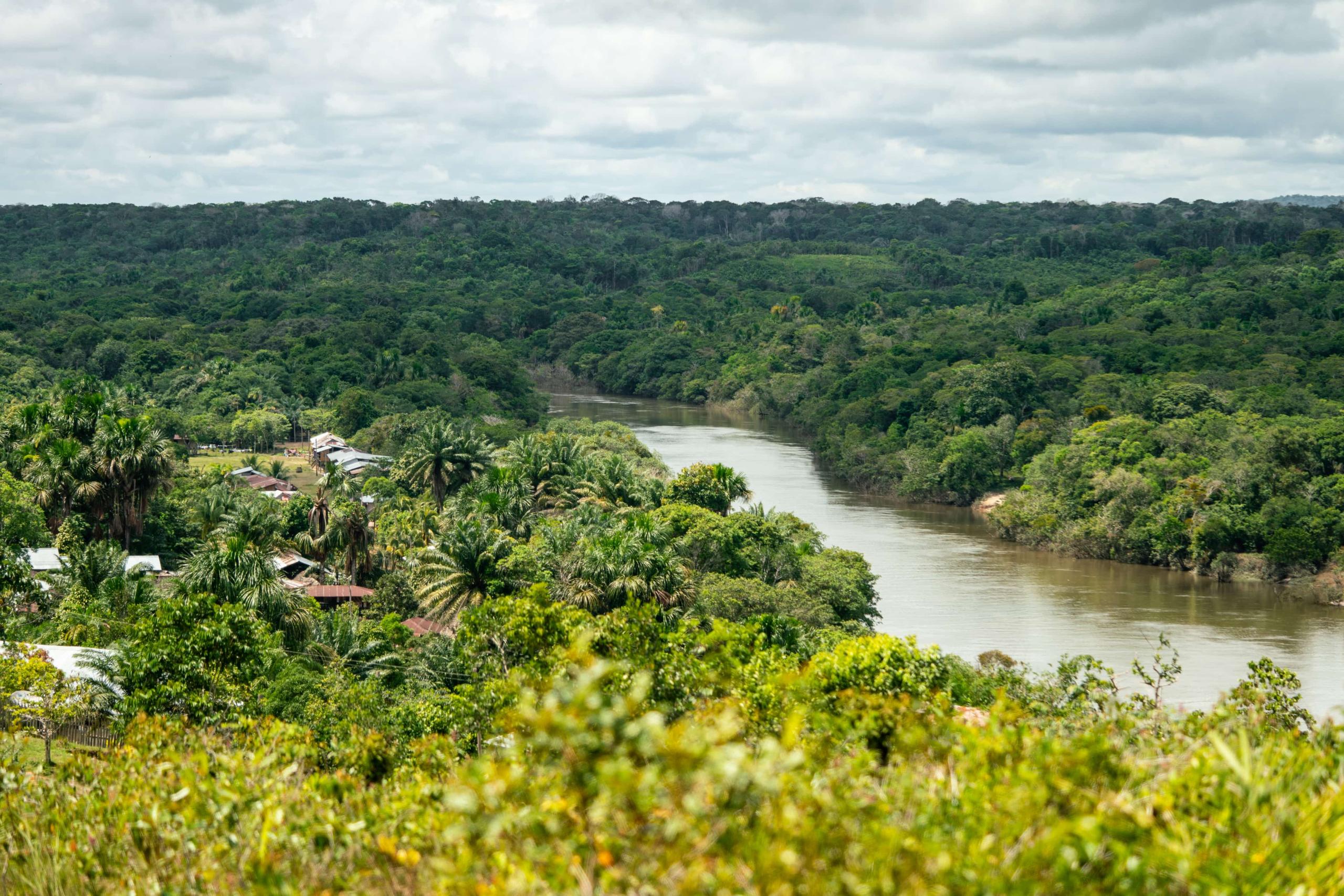The Amazon Rainforest | WWF
