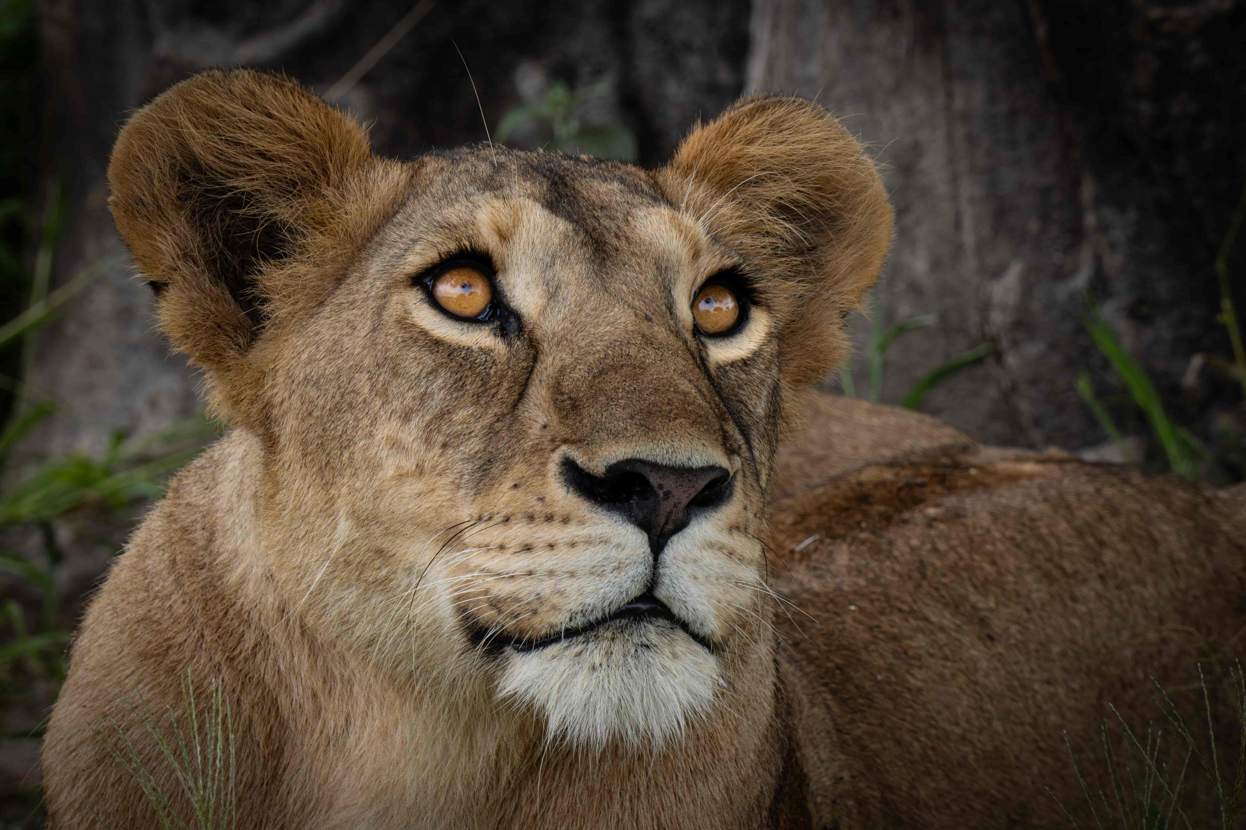 African Lion | WWF