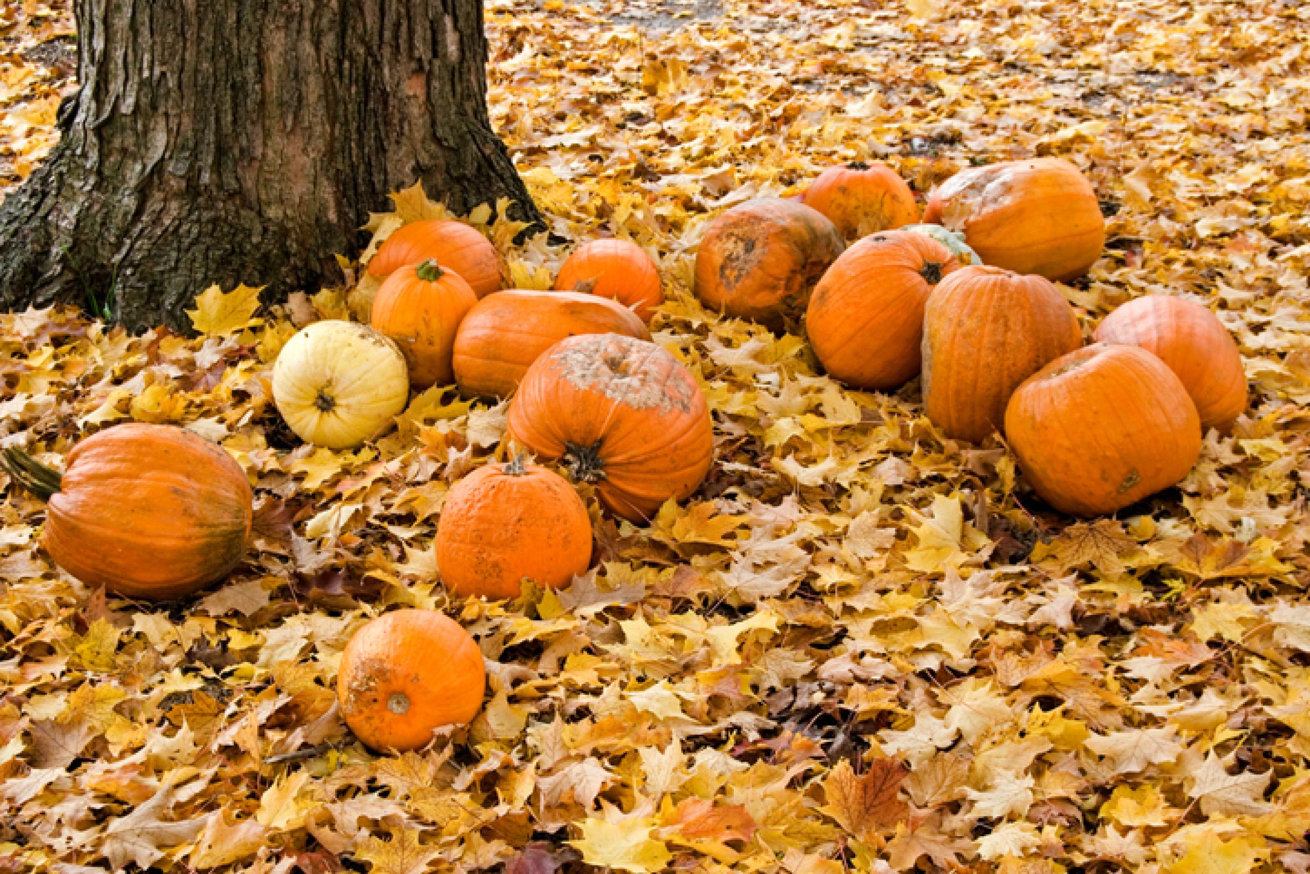 Going wild with pumpkins | WWF