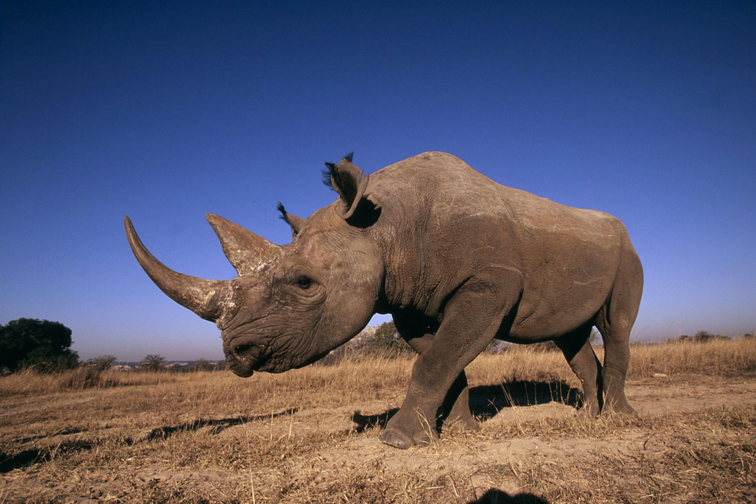 New hope for black rhinos | WWF