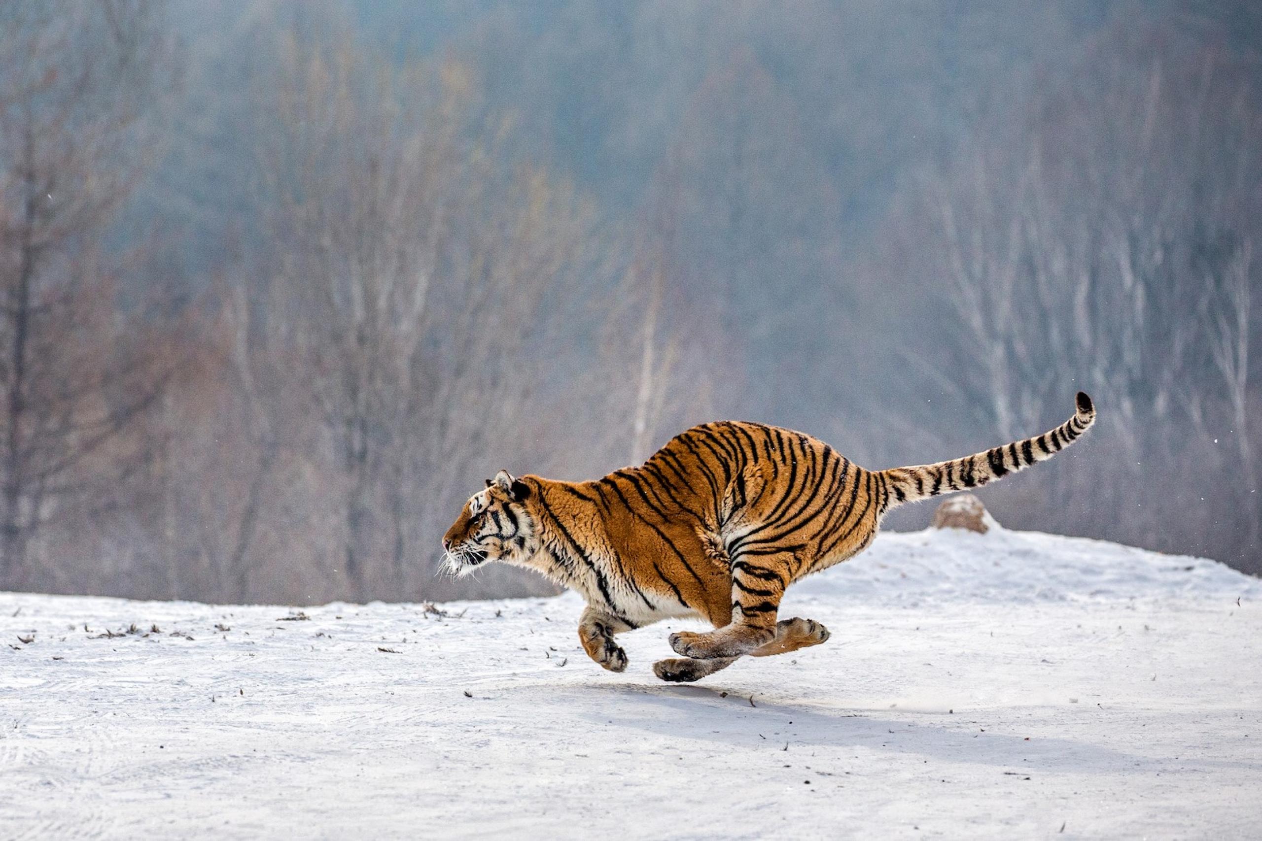 Tiger | WWF