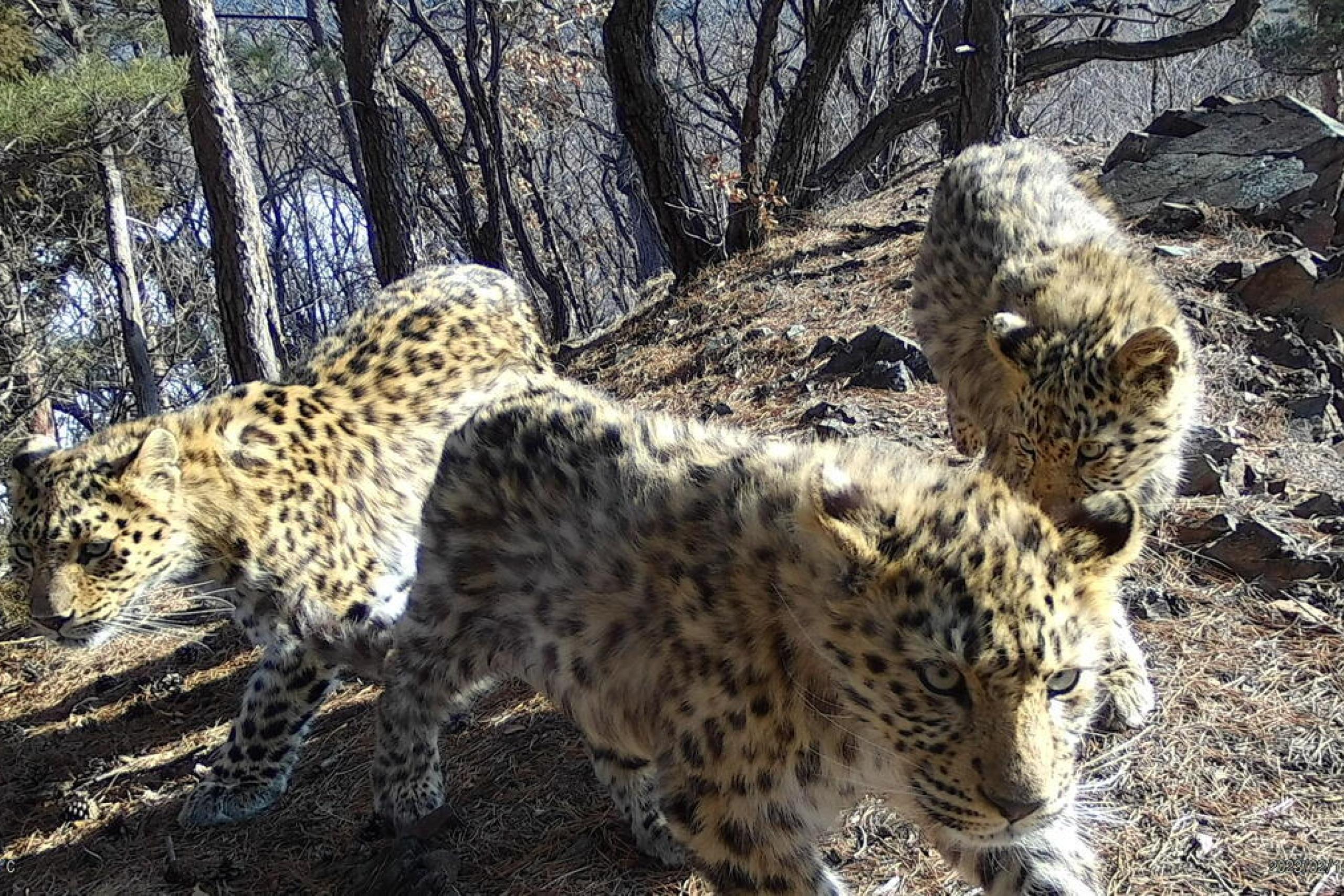 Amur Leopard | WWF