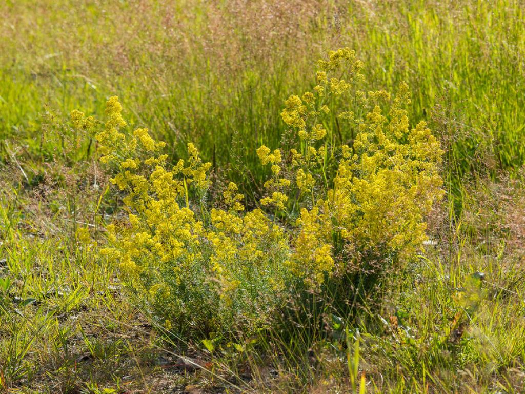 Our guide to growing wildflowers at home | WWF