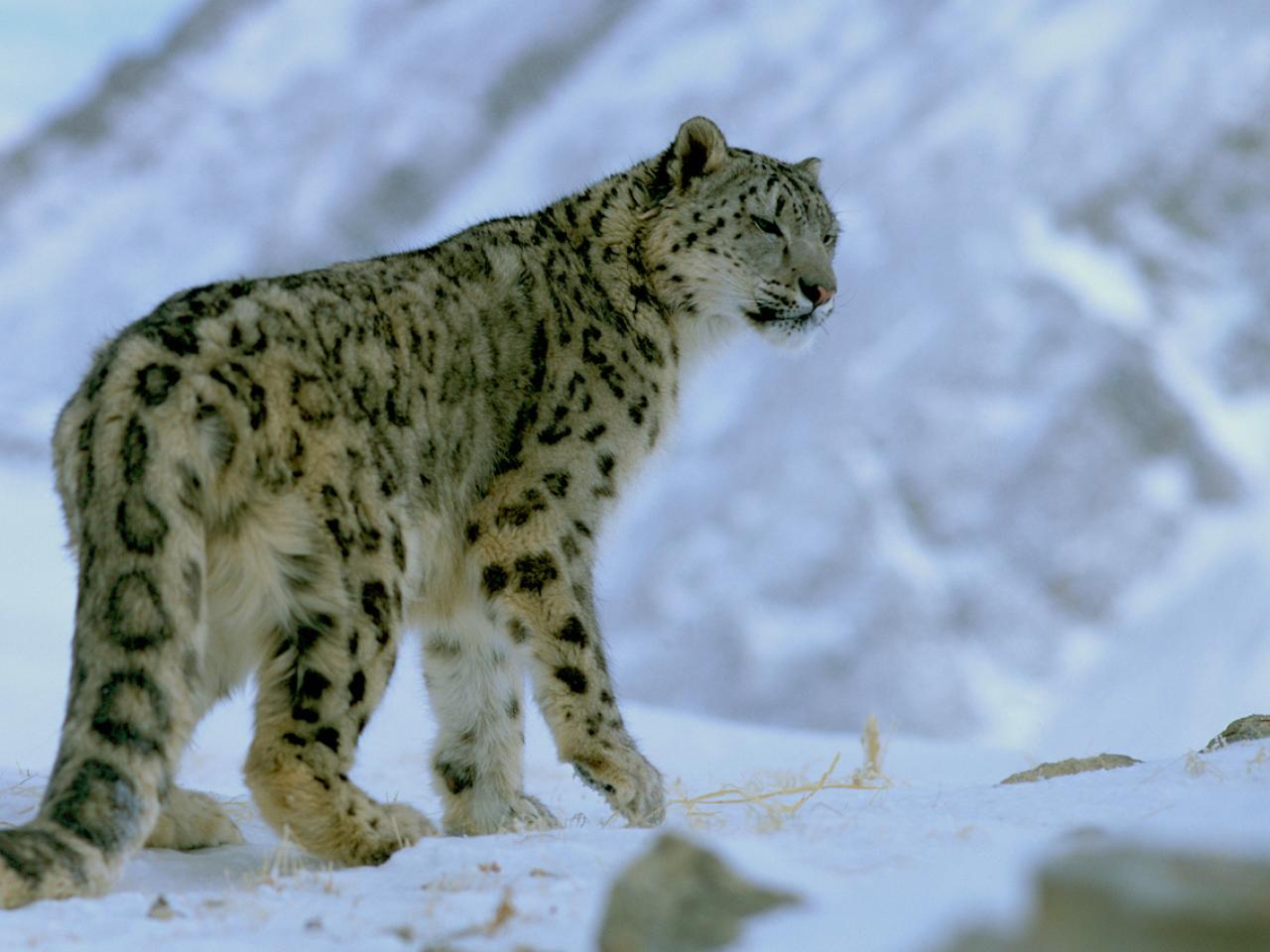The diary of a snow leopard researcher | WWF