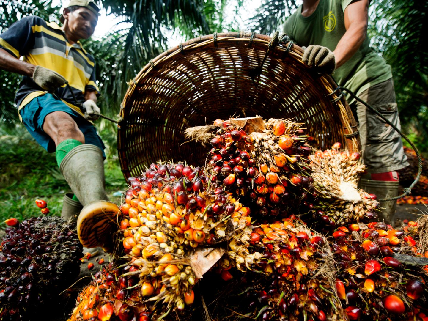 8 things to know about palm oil | WWF