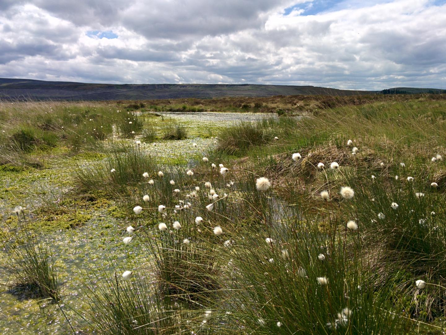 Scotland's amazing peatlands | WWF