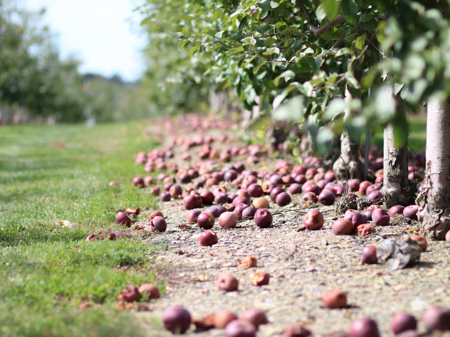 Food waste on farms | WWF