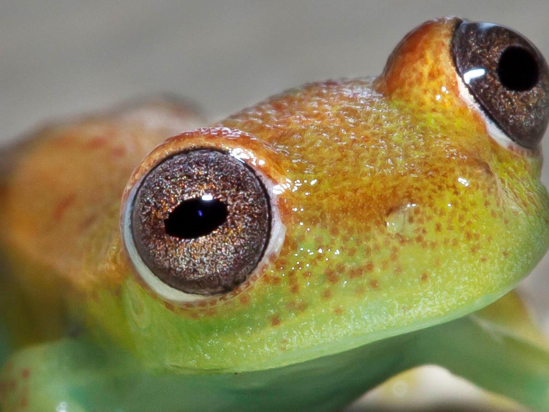 The Amazon Rainforest | WWF