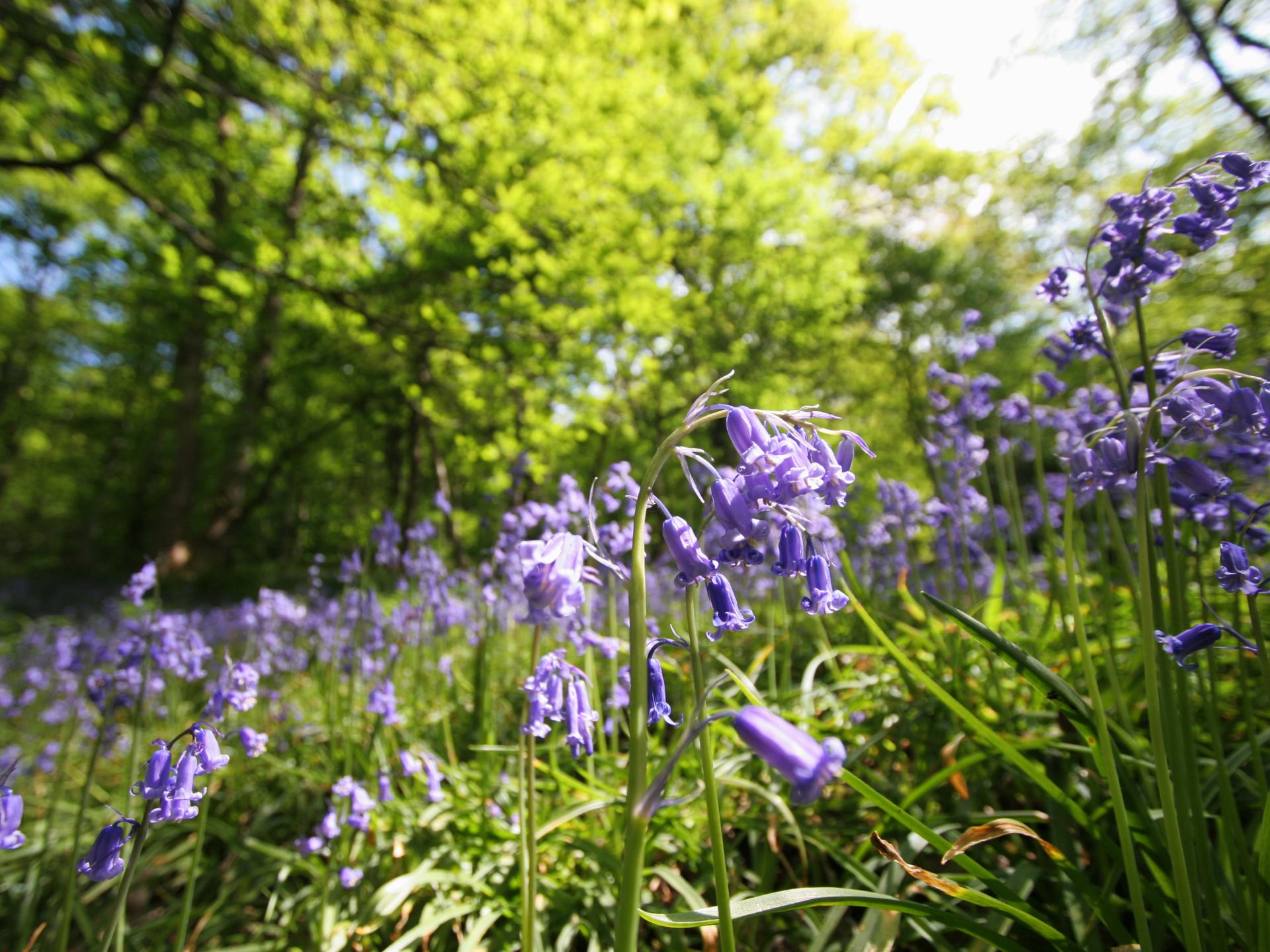 5 ways to help our wellbeing with nature | WWF