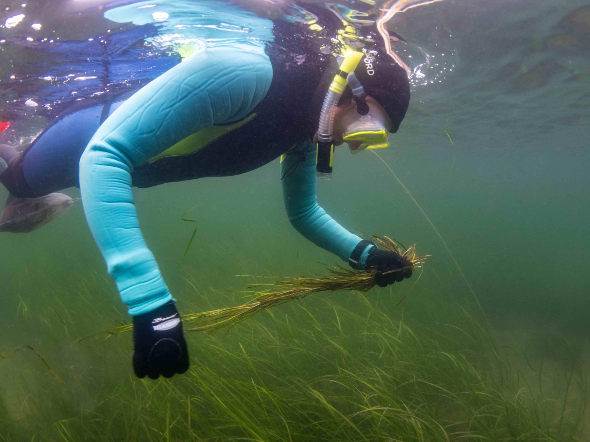 Restoration Forth: Our Story | WWF