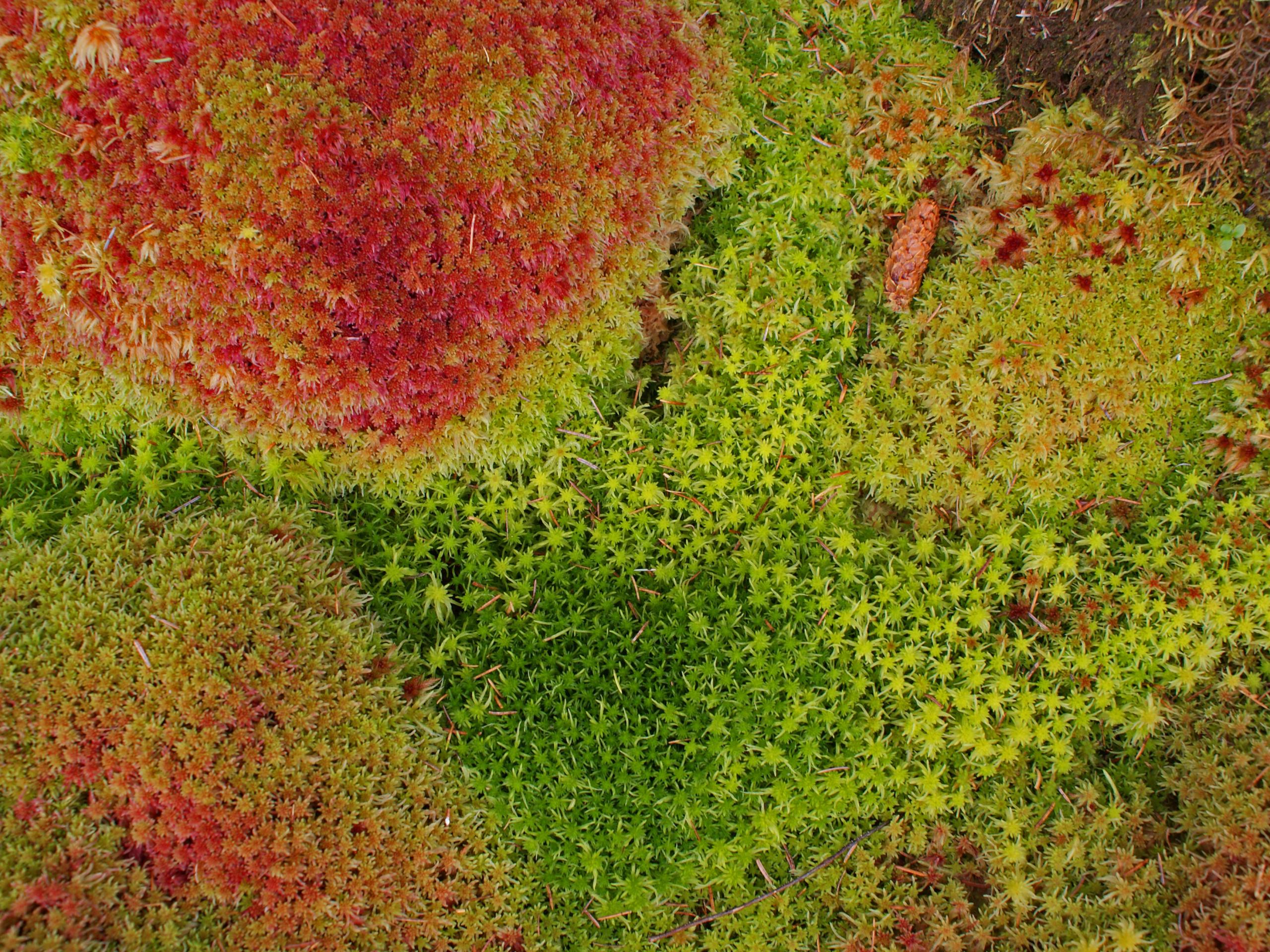 Scotland's amazing peatlands | WWF
