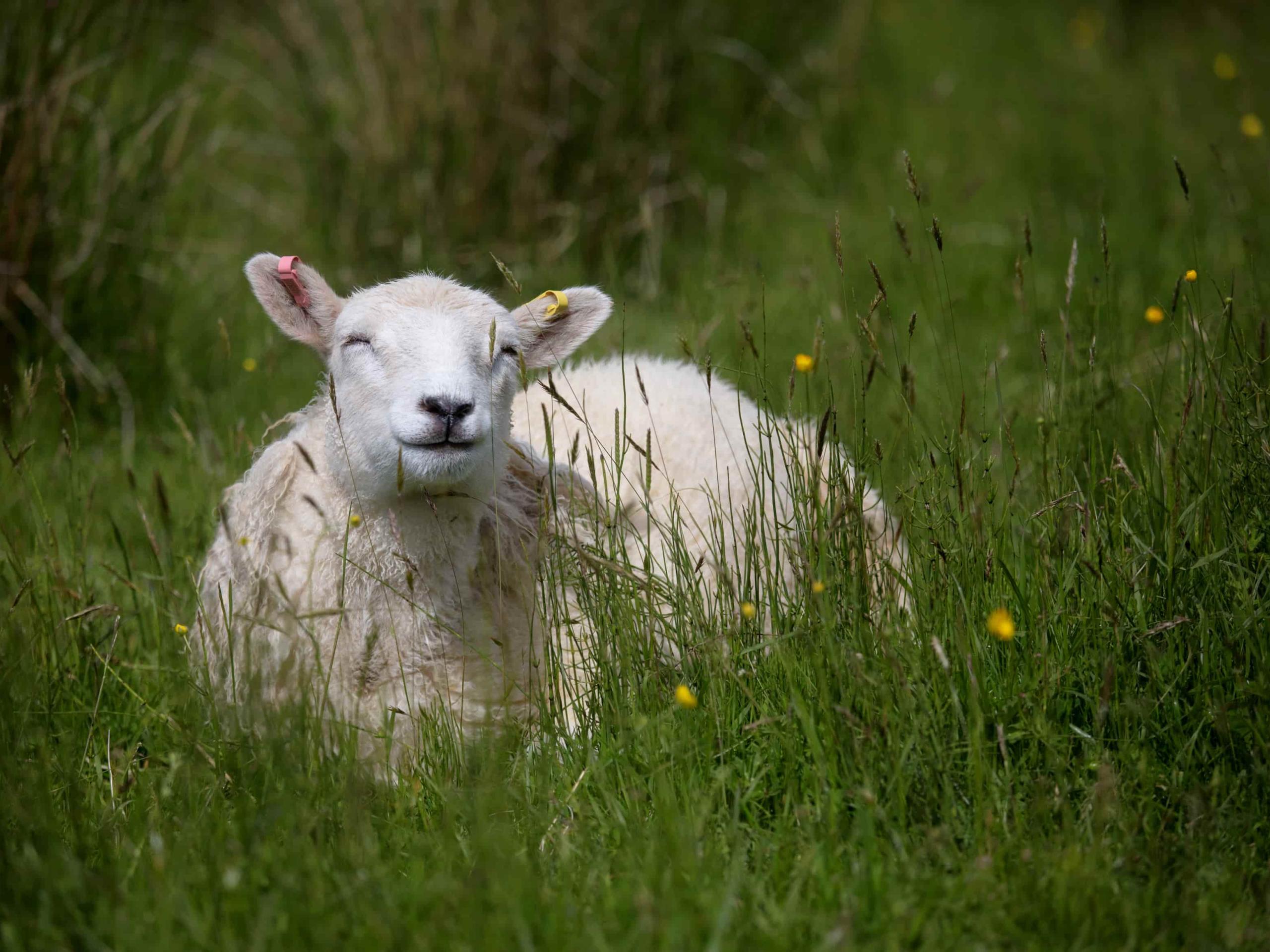 Farm for Scotland's Future | WWF