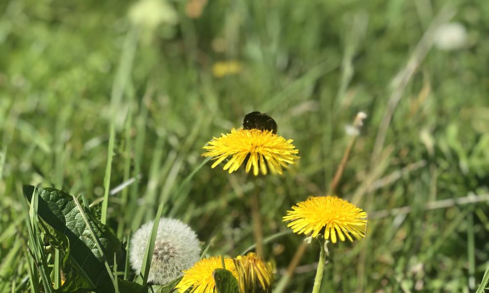 Scottish bees are in decline: bee kind | WWF