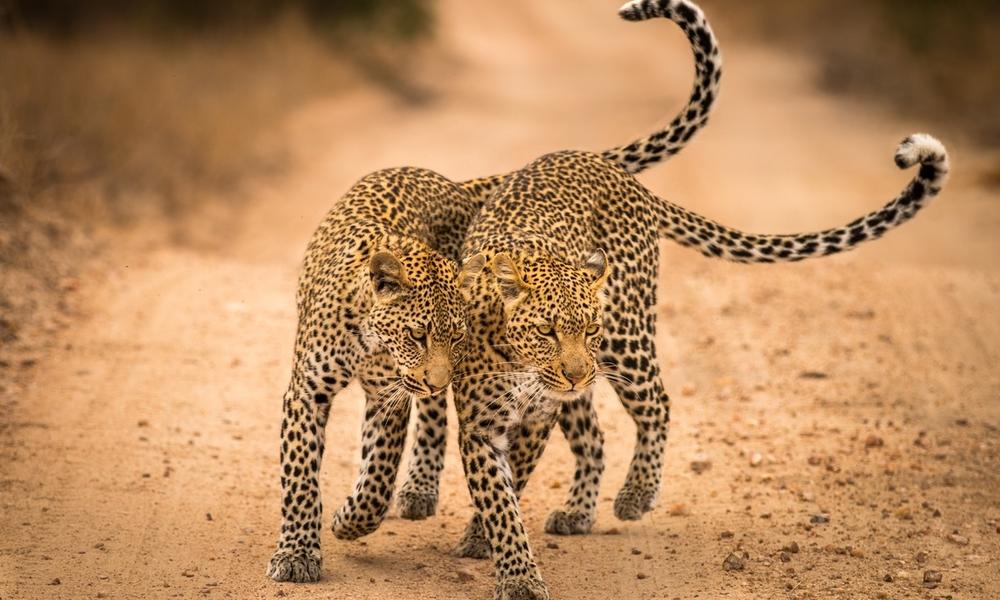 Partnering for your world | WWF