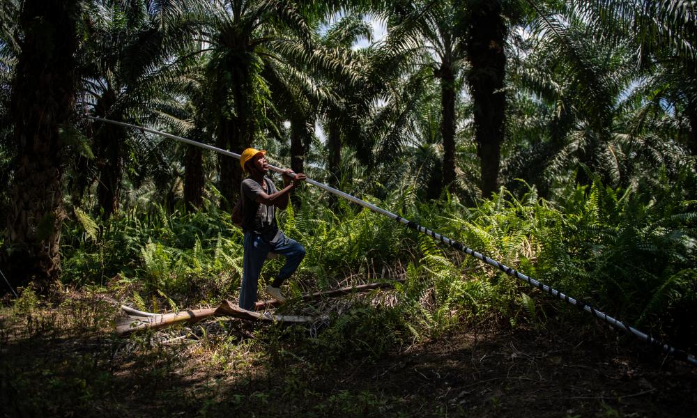 WWF Basket: Deforestation and Conversion | WWF