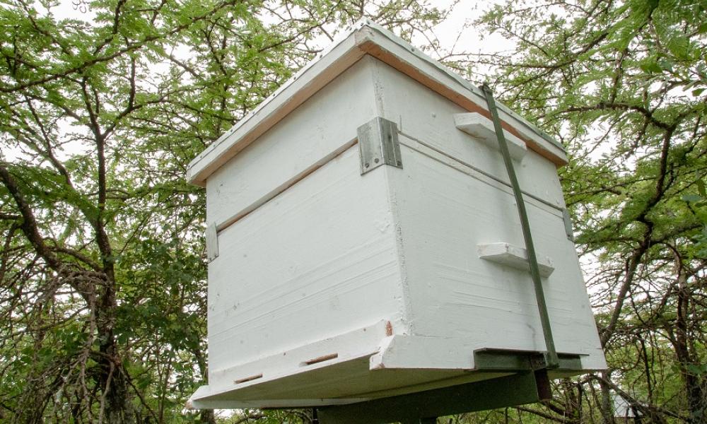 Learn about beekeeping for elephants | WWF