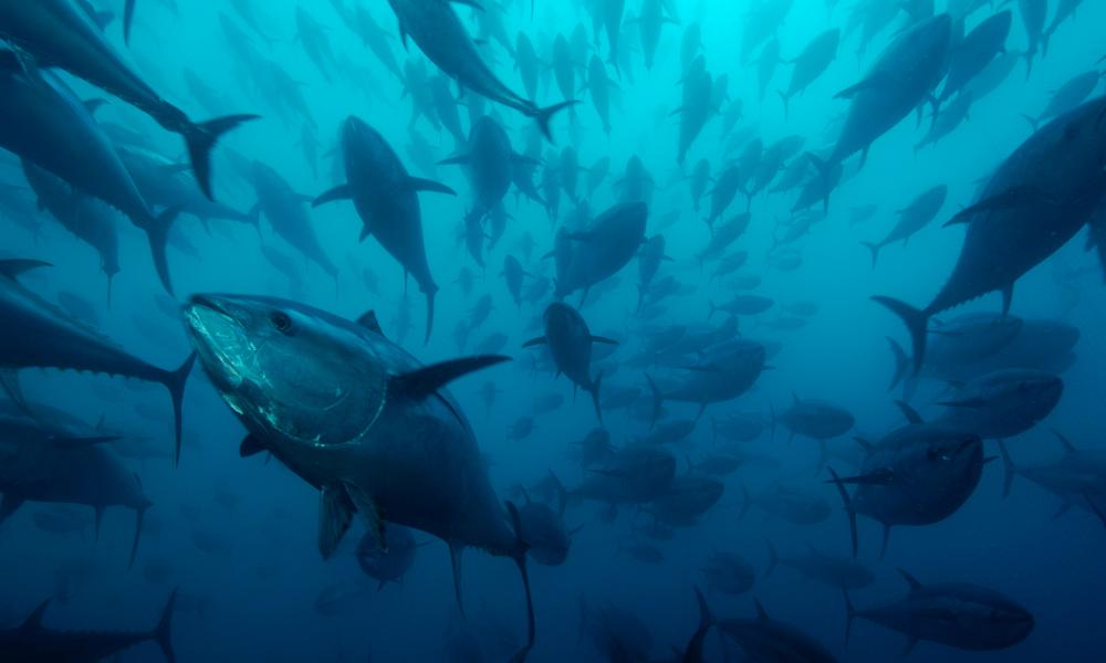 Learn about the Triple Challenge | WWF