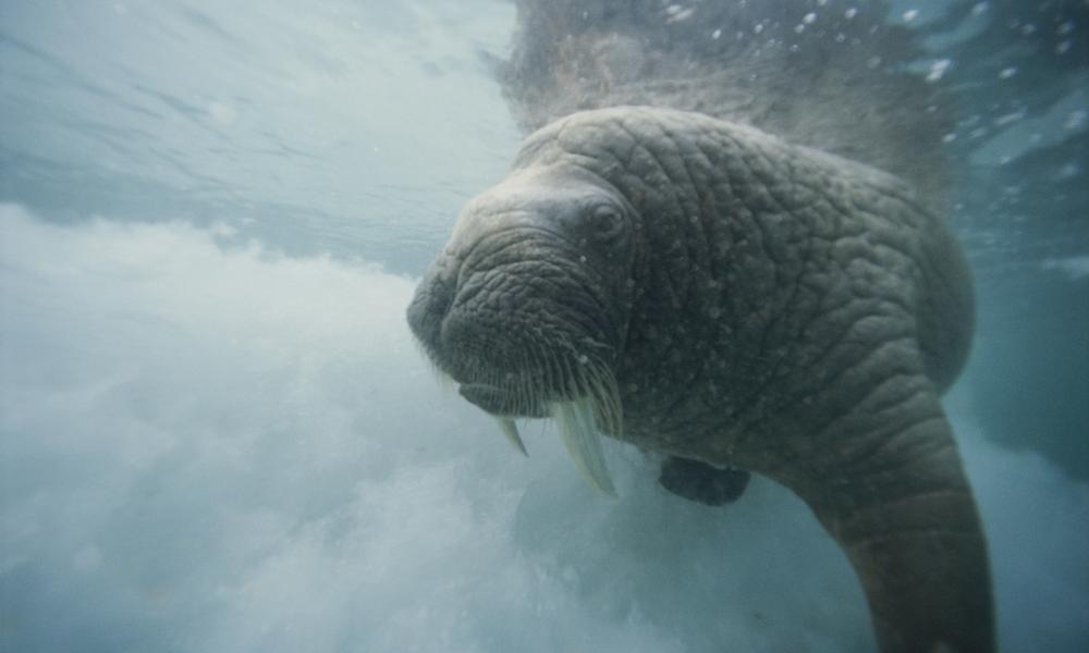 Walrus from Space | WWF