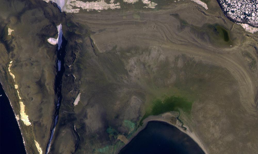 Become a detective and spot walrus from space | WWF