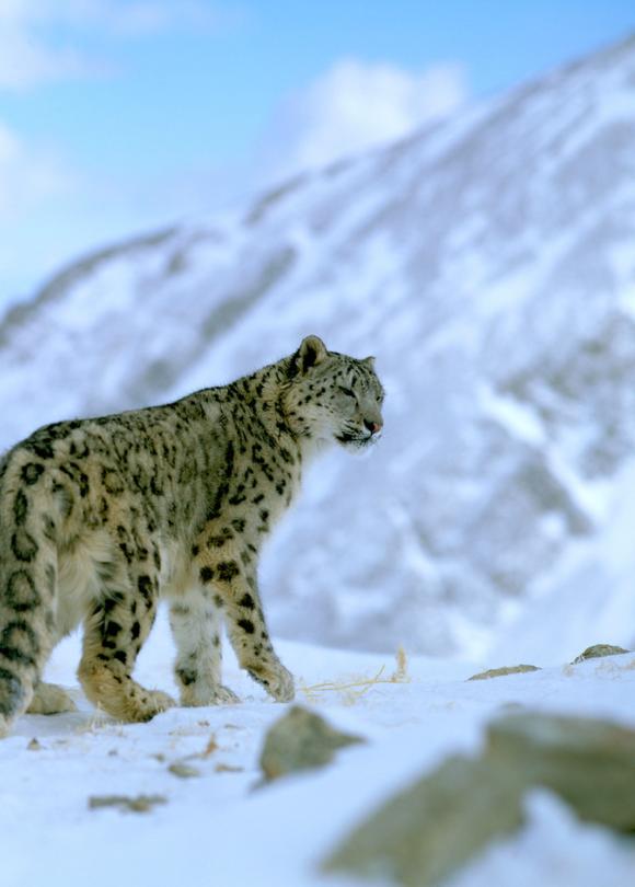 Top 10 facts about Snow Leopards | WWF