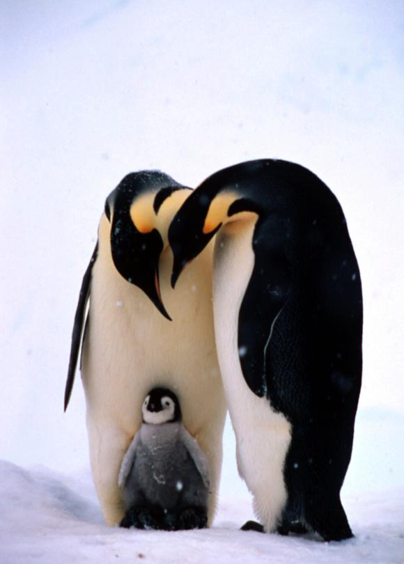 Top 10 facts about Puffins | WWF