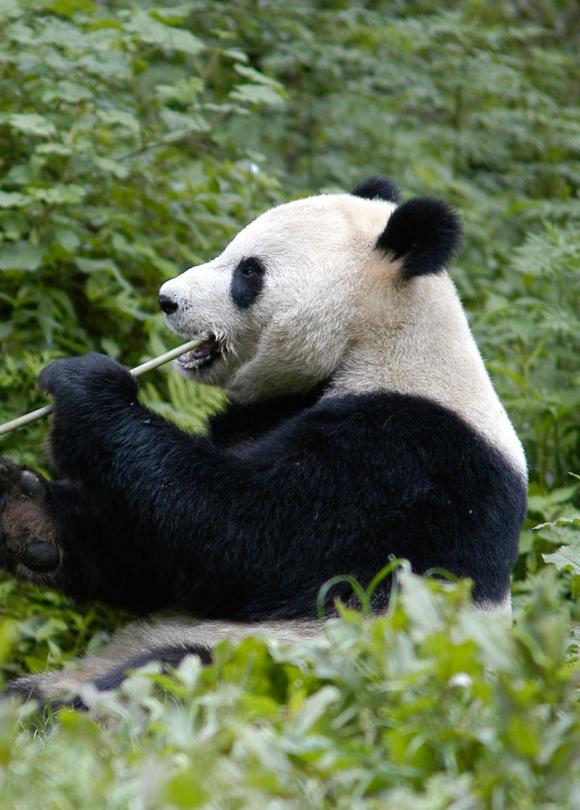Top 10 facts about Beavers | WWF