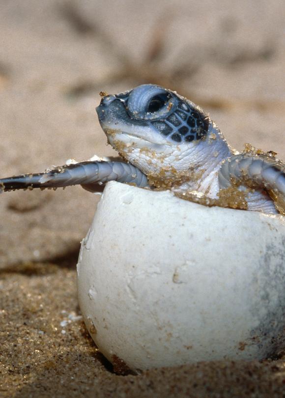 Top 10 facts about Orcas | WWF