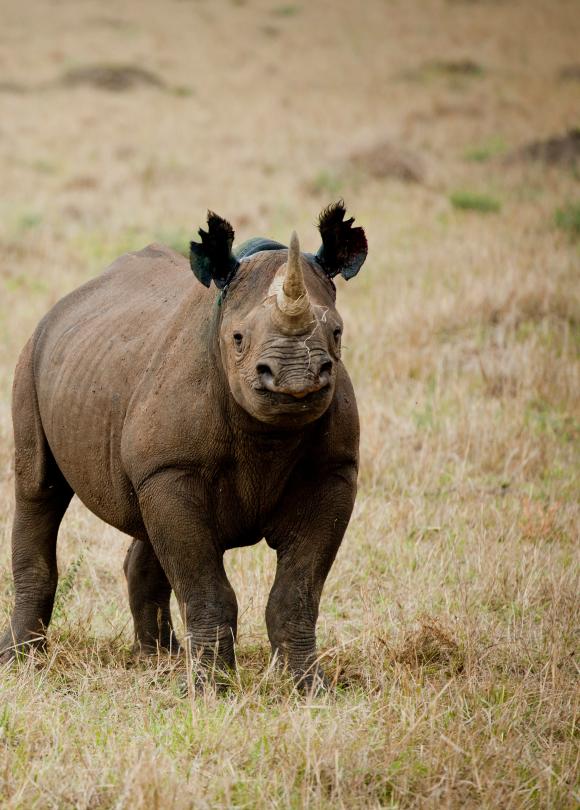 Here are our top 10 facts about rhinos | WWF