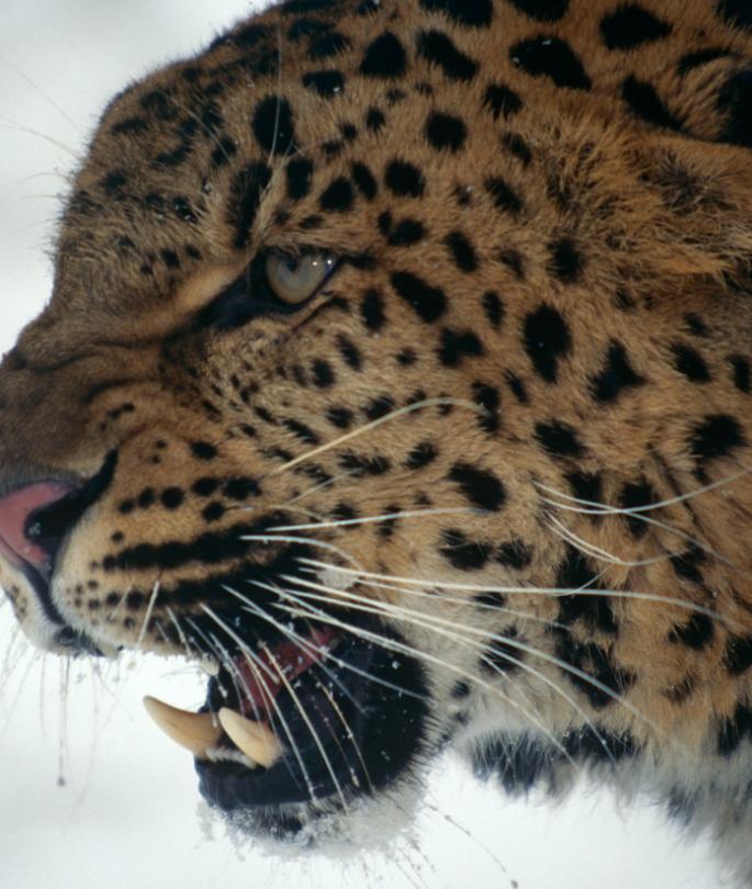Top 10 facts about Amur Leopards | WWF