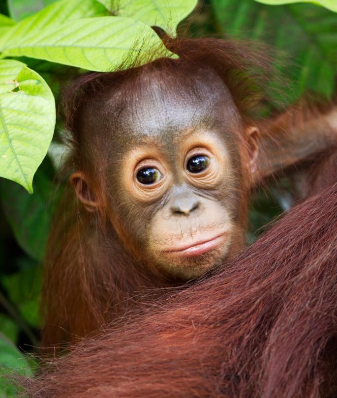 Top 10 facts about orangutans | WWF
