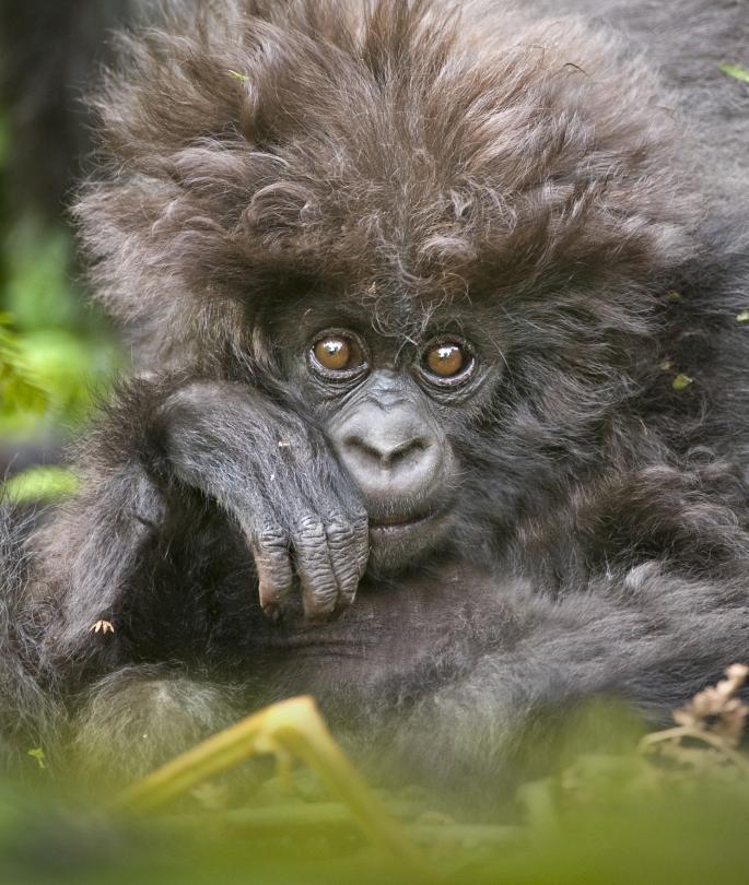 Top 10 facts about mountain gorillas | WWF