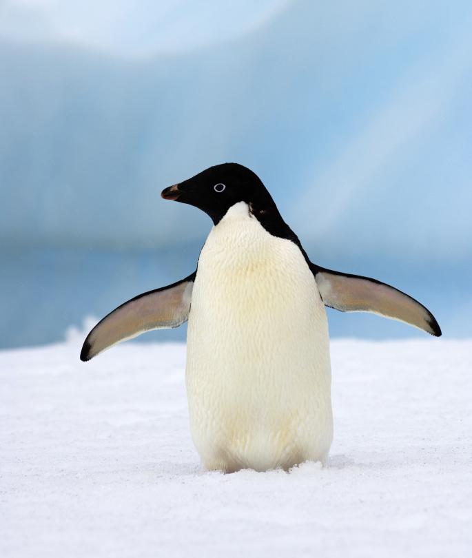 Amur leopard: the world's rarest cat? | WWF