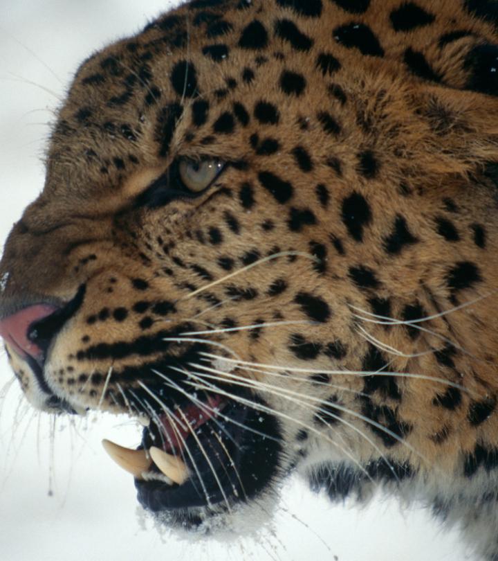 Top 10 facts about Amur Leopards | WWF