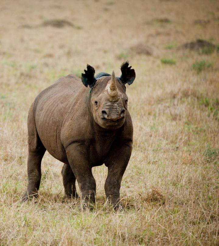 Here are our top 10 facts about rhinos | WWF