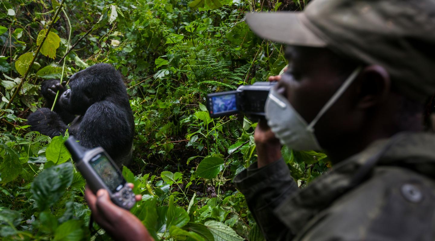 Top 10 facts about mountain gorillas | WWF