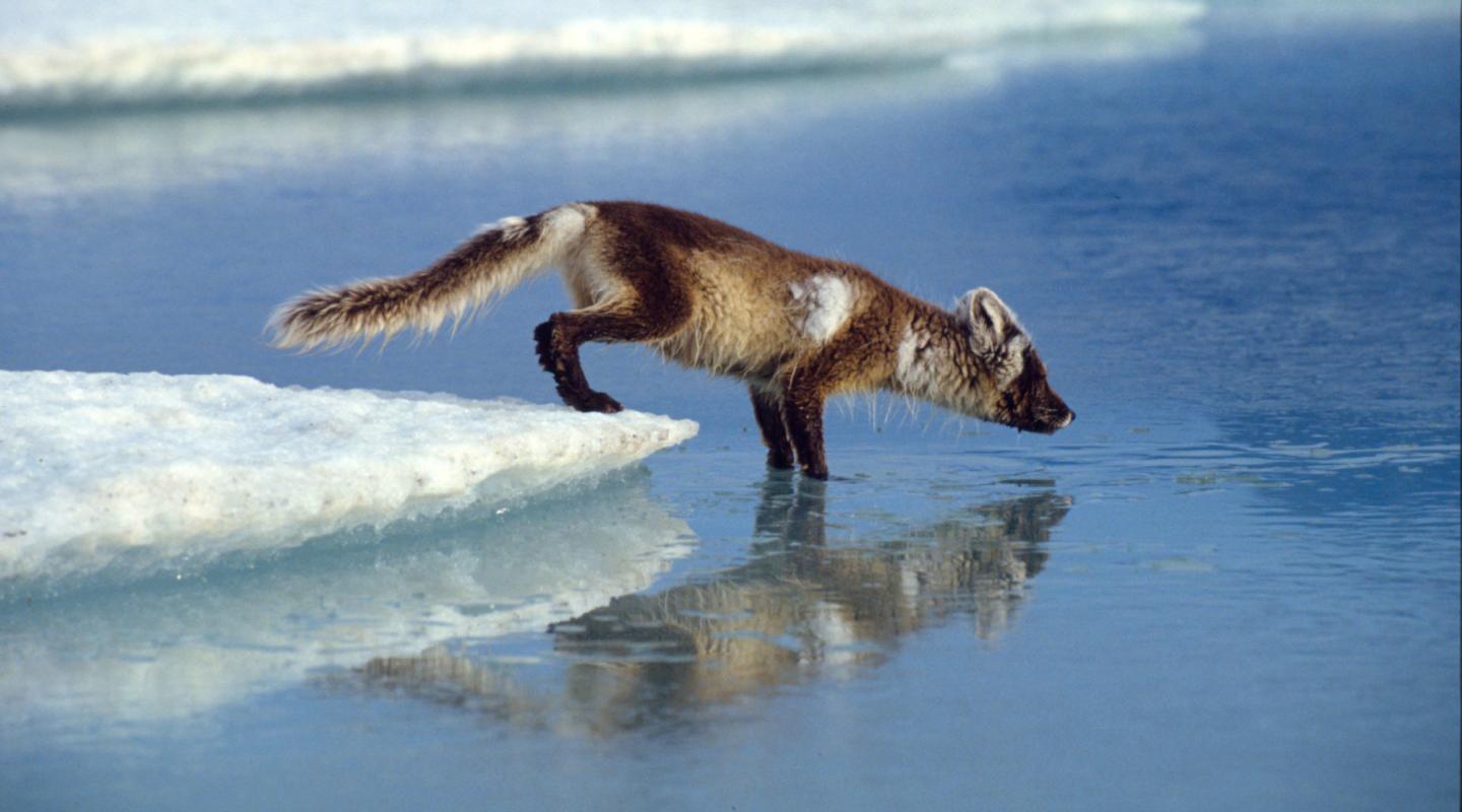 Top 10 facts about Arctic foxes | WWF