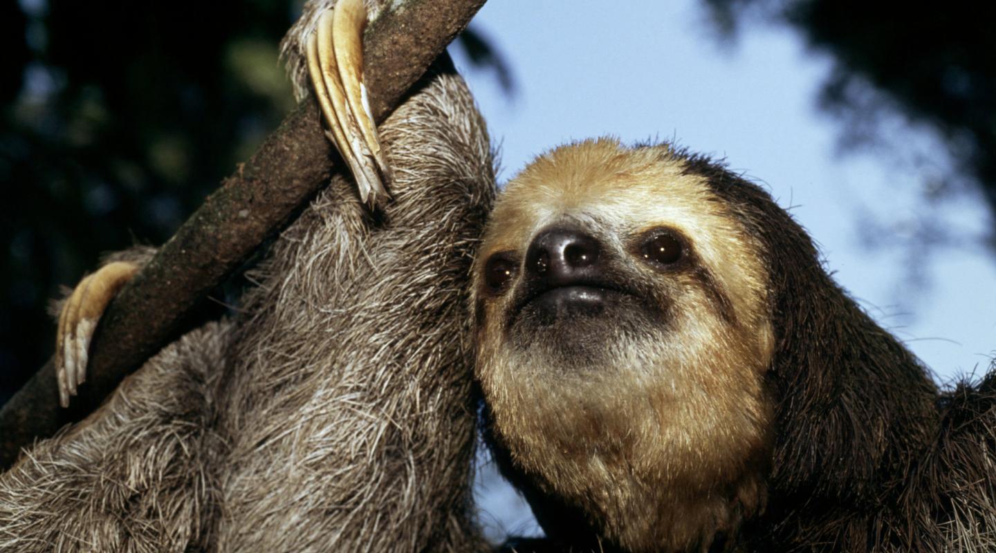 Top 10 facts about Sloths | WWF