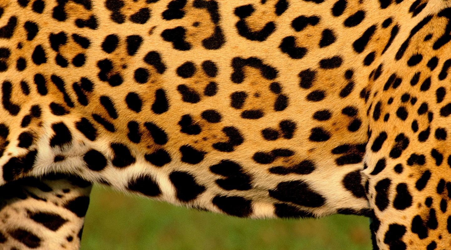 Here are our top 10 facts about Jaguars | WWF
