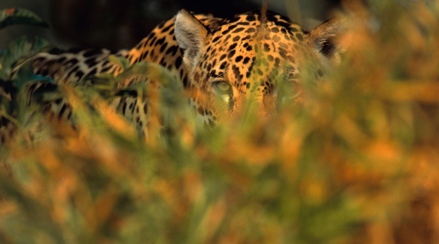 Here are our top 10 facts about Jaguars | WWF
