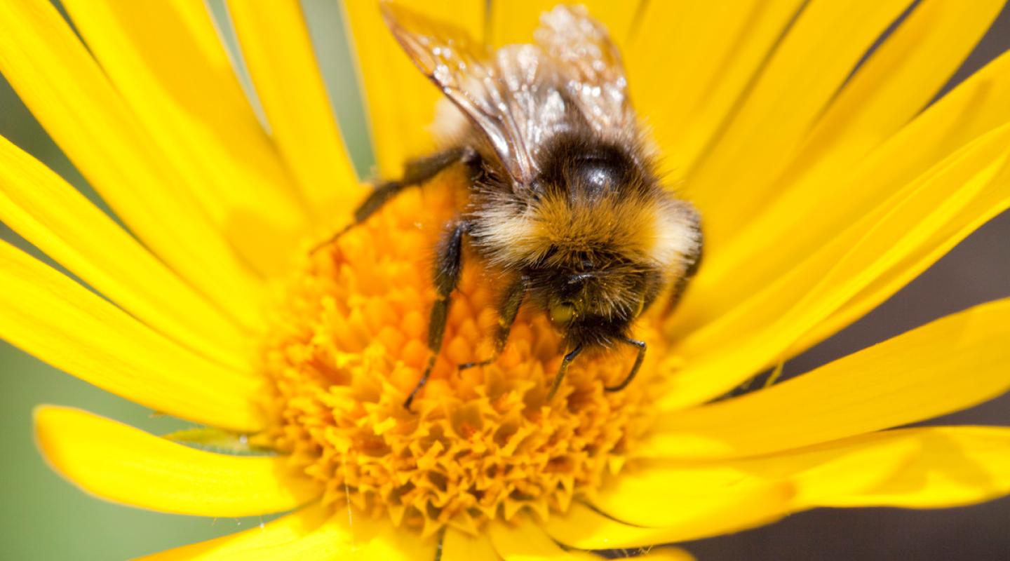 Learn these top 10 facts about bees | WWF