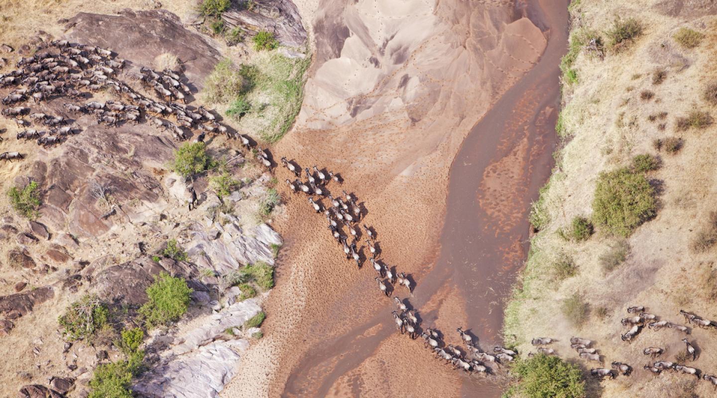 Top 5 facts about Cheetahs | WWF