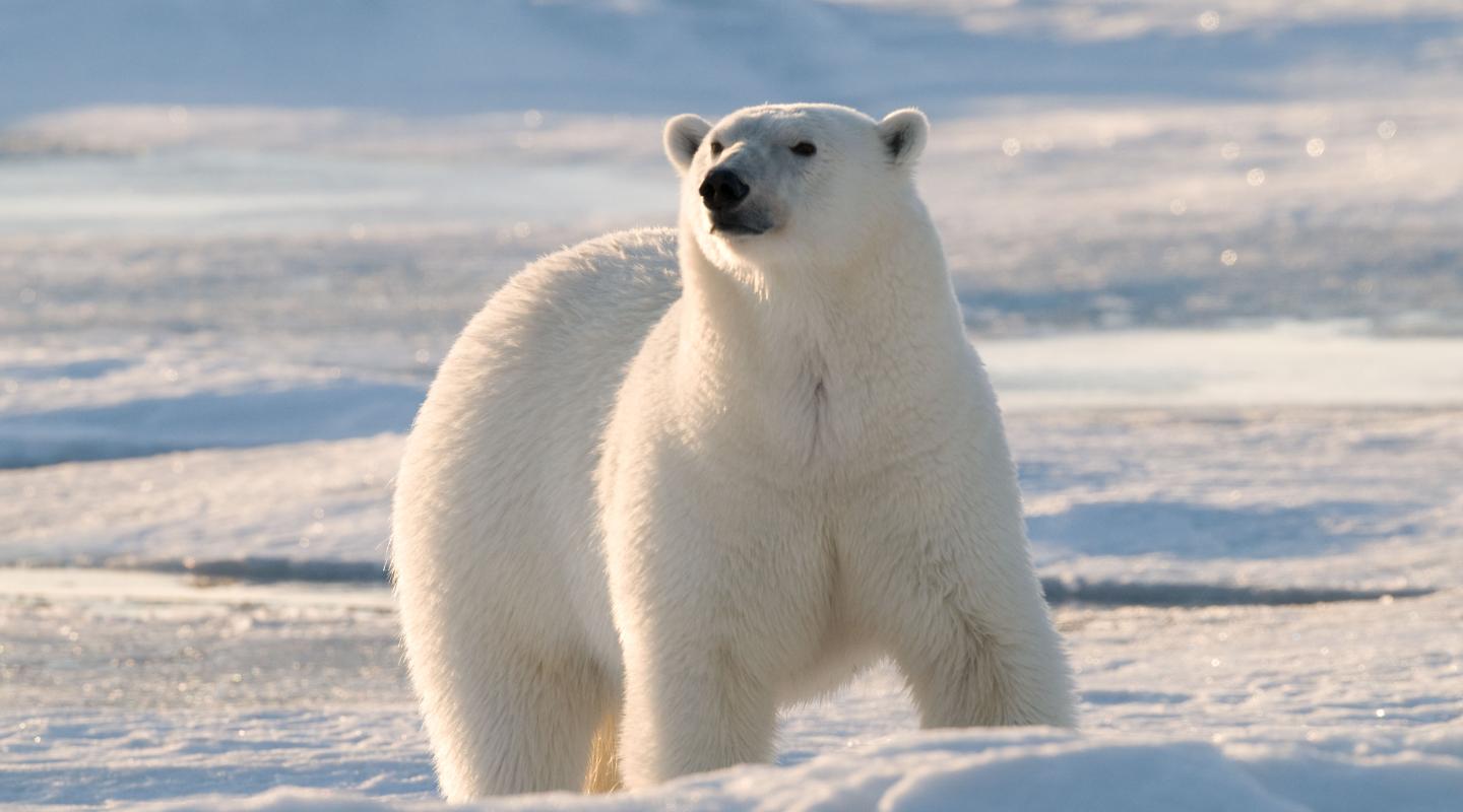 Top 10 Facts About Polar Bears WWF top-10-facts-about-polar-bears-wwf