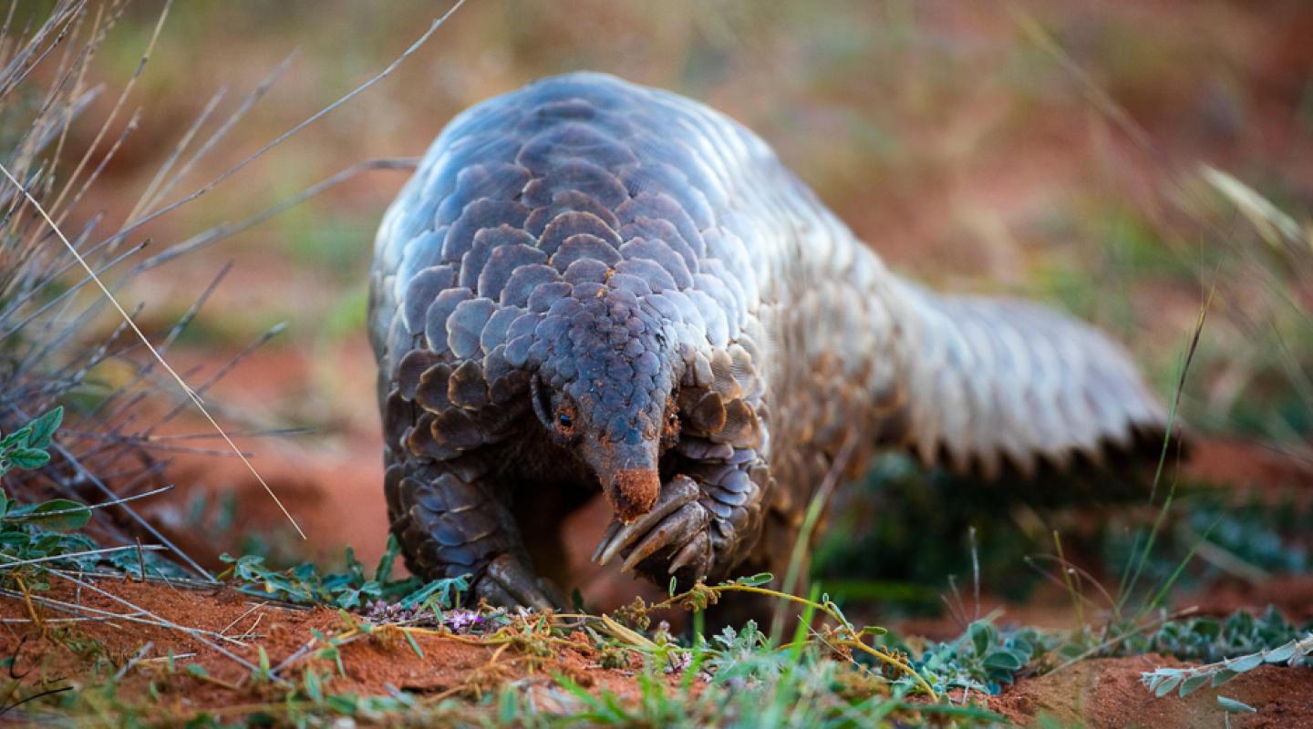 Learn our top 5 facts about pangolins | WWF