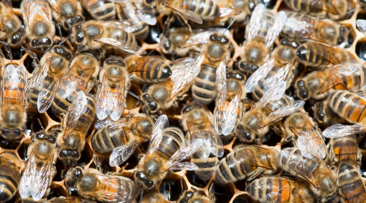 Learn these top 10 facts about bees | WWF