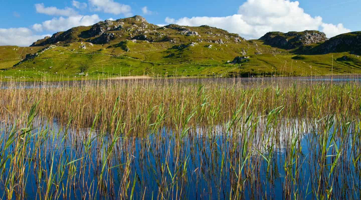 7 reasons why we must protect Scotland's nature | WWF