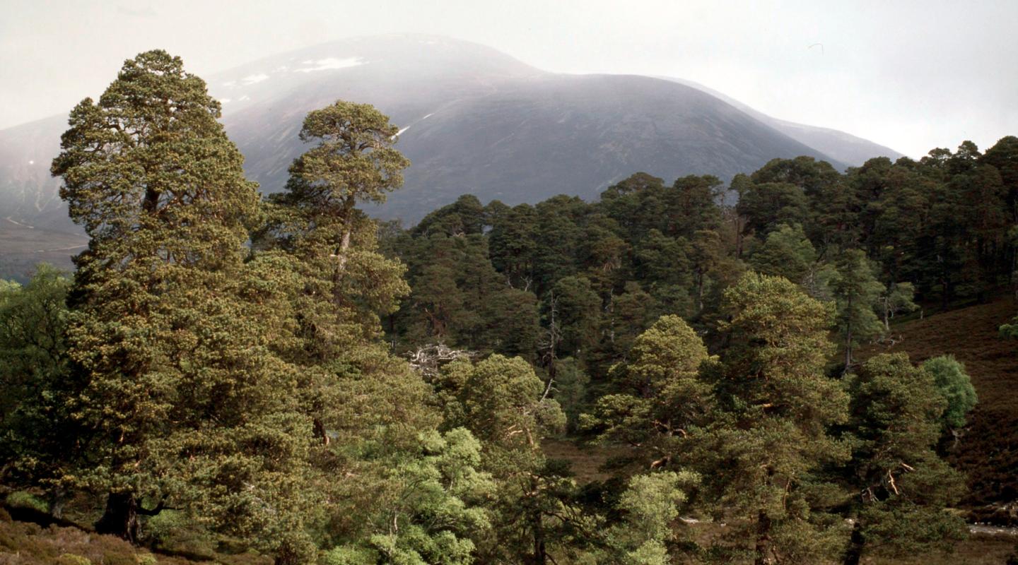 7 reasons why we must protect Scotland's nature | WWF